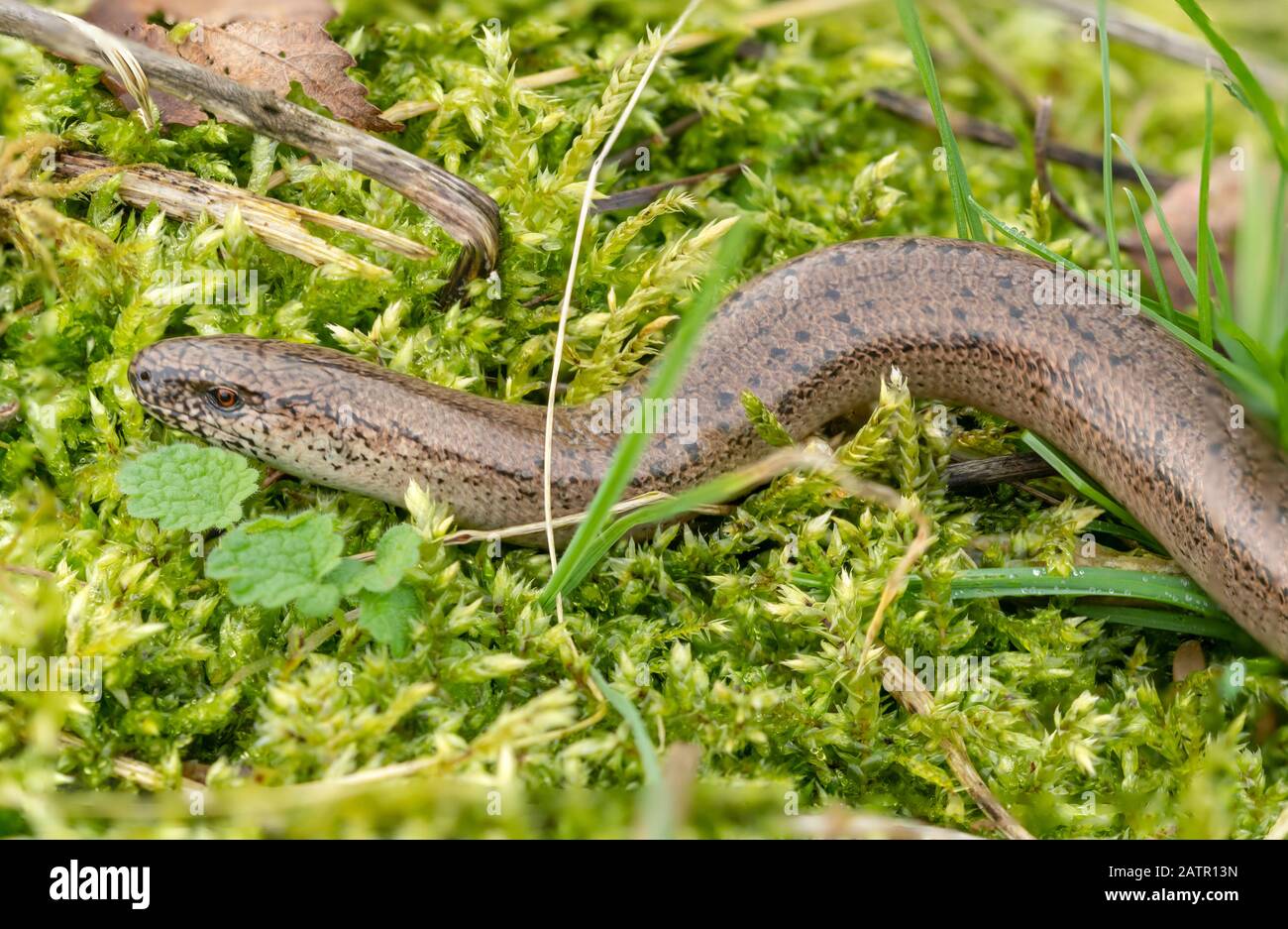 A male slow worm (Anguis fragilis) basking on moss in early February, a ...
