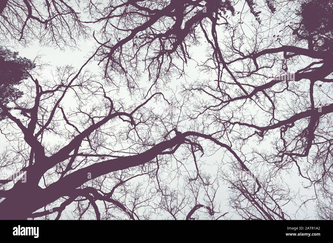 Looking up at tree branches silhouettes, abstract color toned natural ...