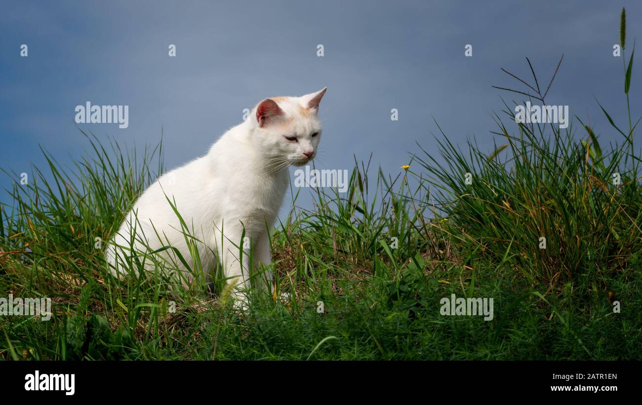 white cat sitting in grass Stock Photo - Alamy