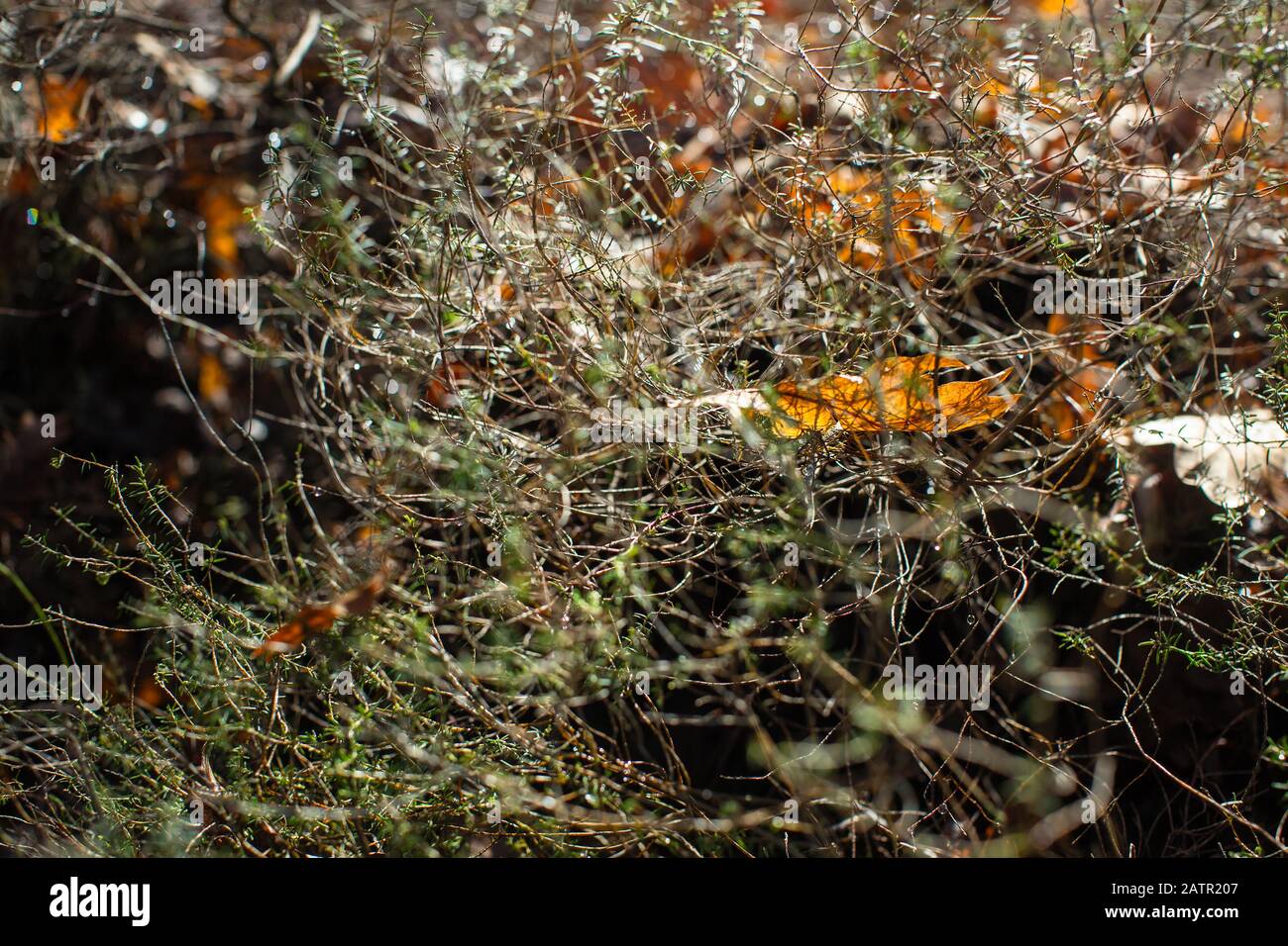 Dry forest plant with dew drops, beautiful background Stock Photo - Alamy