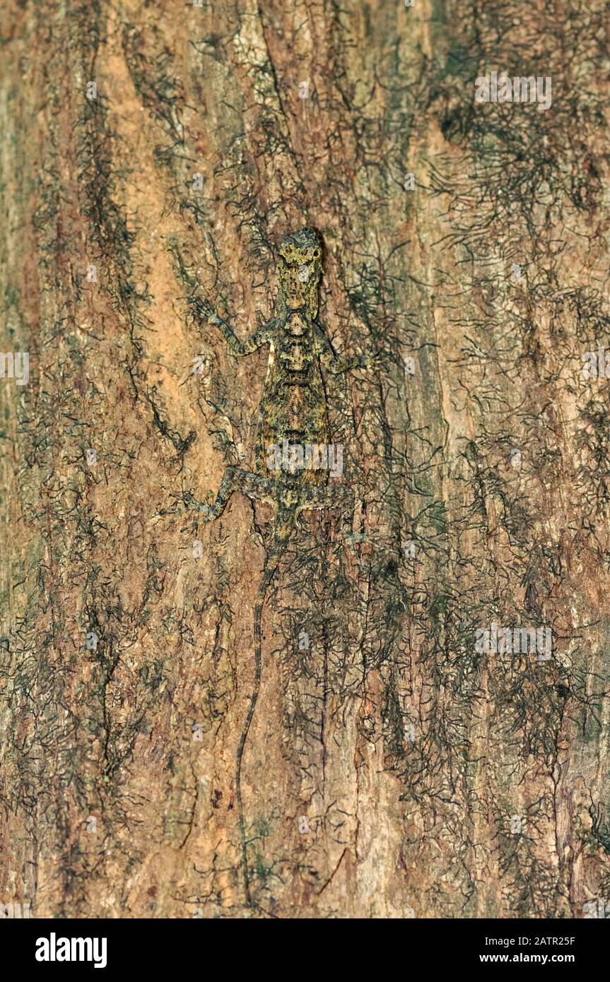 Indian flying lizard, Draco dussumieri, Western Ghats, Sahyadri ...