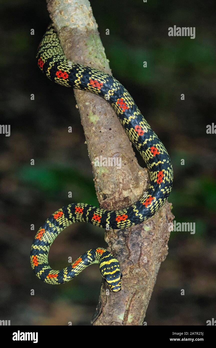 Flying snake hi-res stock photography and images - Alamy