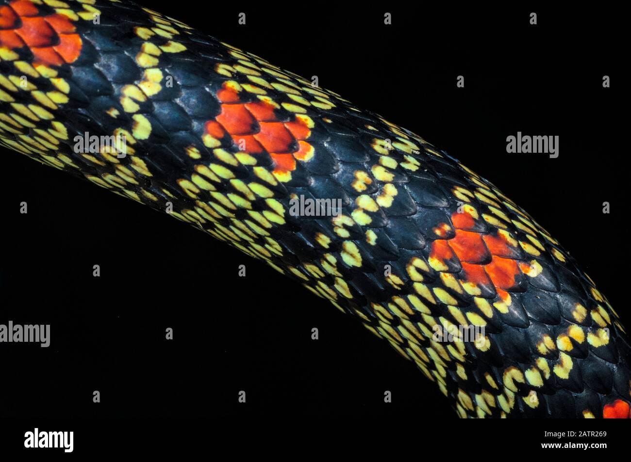 Golden tree snake; or ornate flying snake , Chrysopelea ornata, Western ...