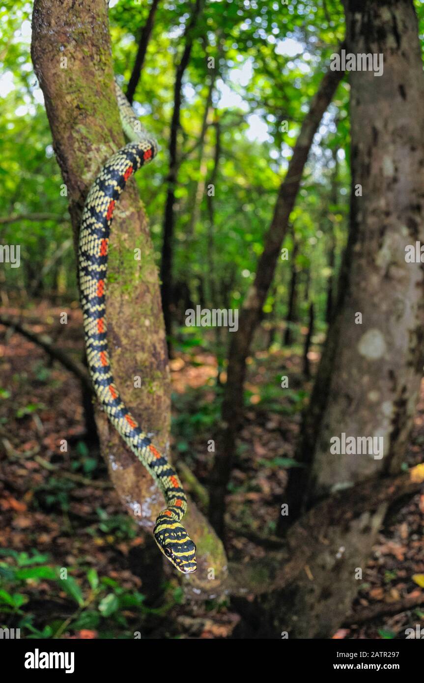 Golden tree snake; or ornate flying snake , Chrysopelea ornata, Western ...