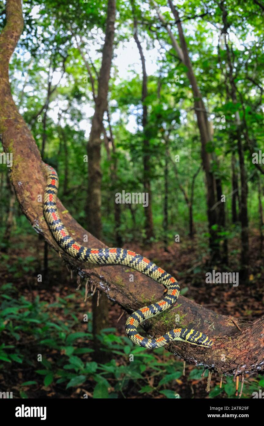 Flying snake of india hi-res stock photography and images - Alamy