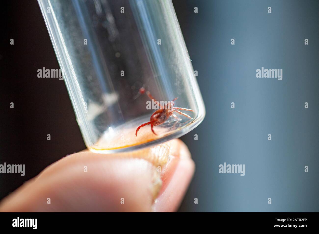 A man holds a test tube in his hands with a poisonous dangerous ixodid ...
