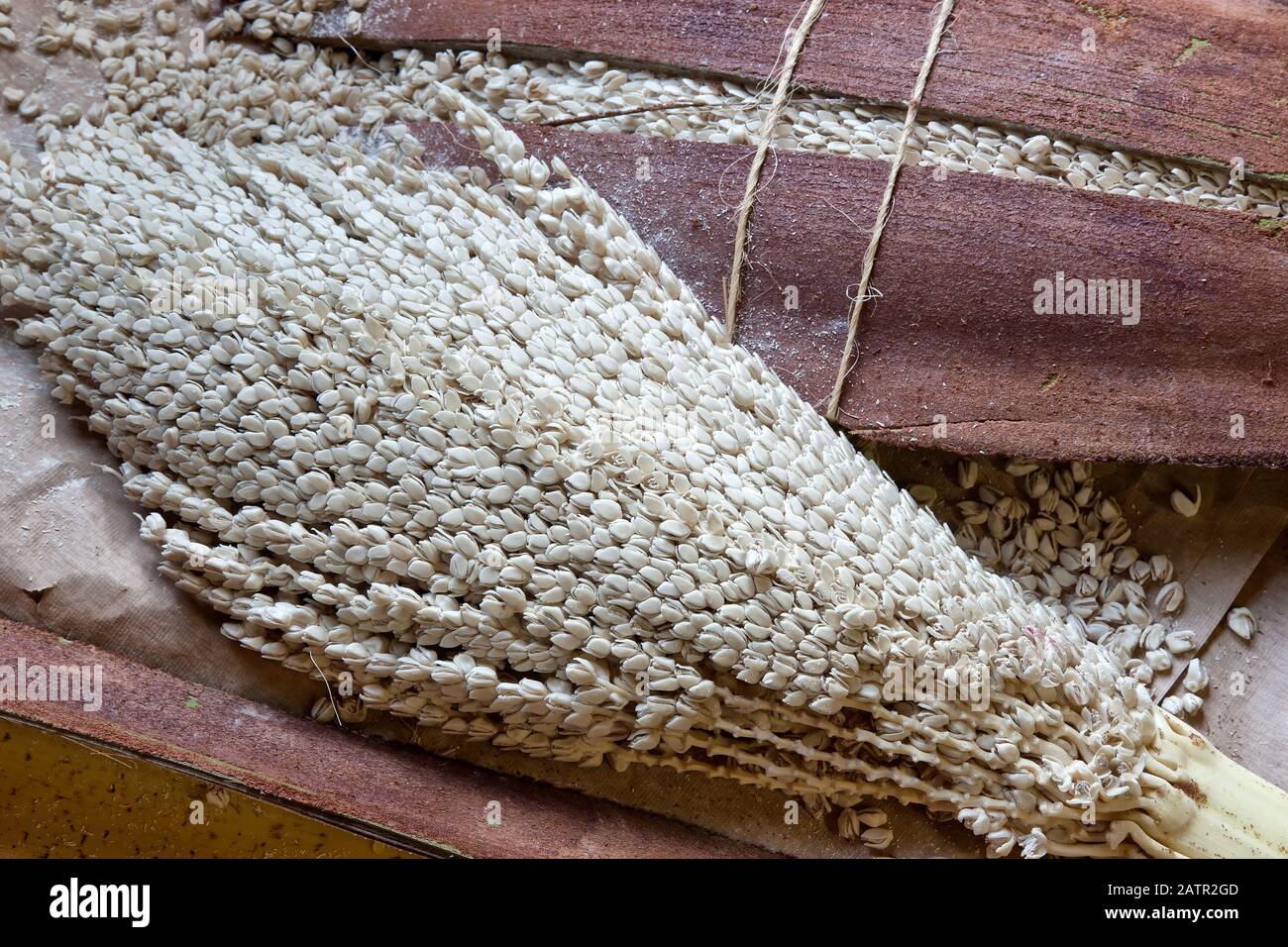 Male Pollen Flowers of the Date Palm drying on shelf 'Phoenix ...
