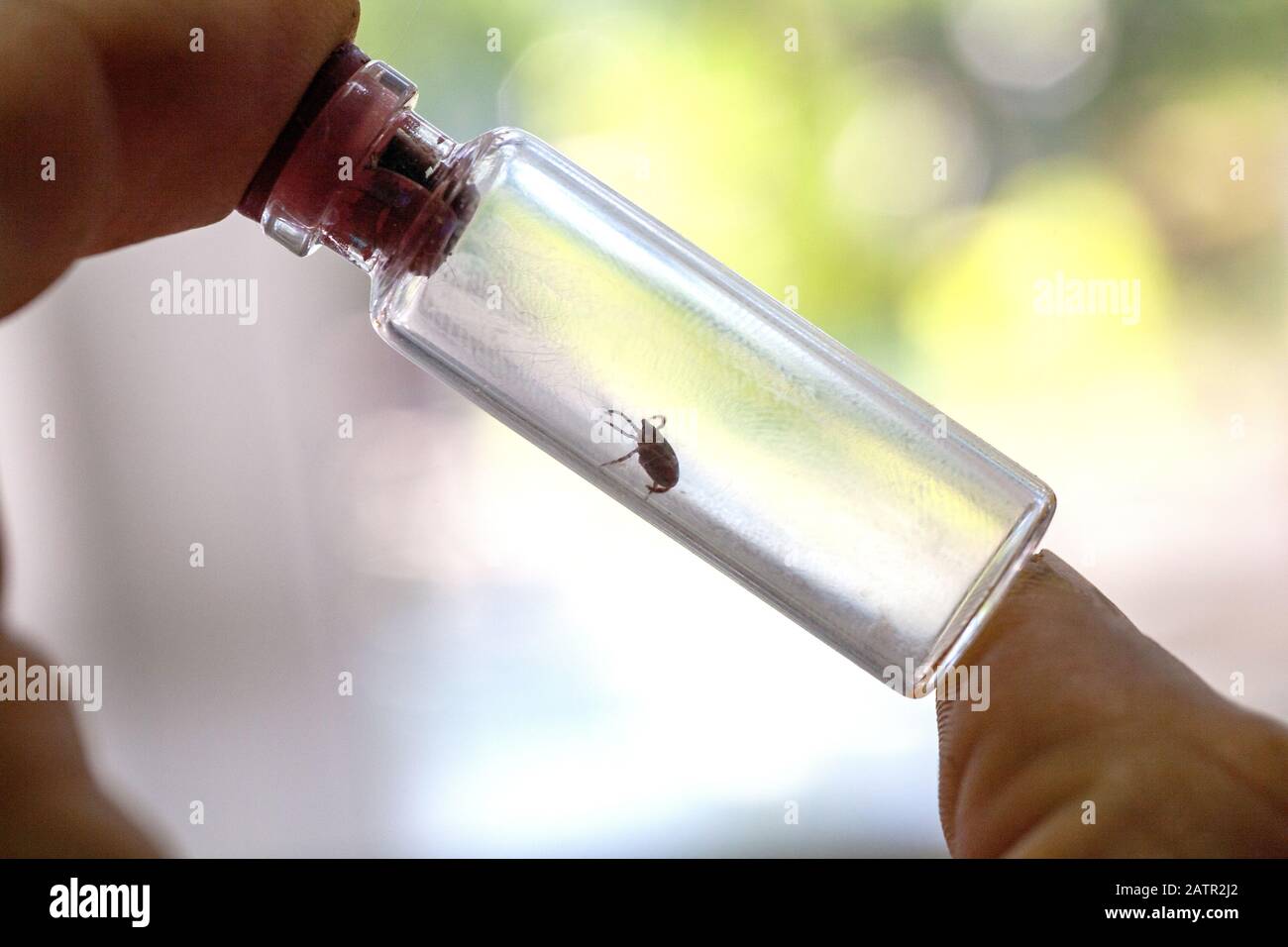 A man holds a test tube in his hands with a poisonous dangerous ixodid ...
