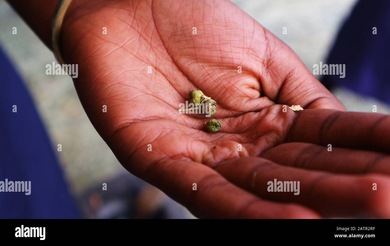 Ethiopian cardamom hi-res stock photography and images - Alamy
