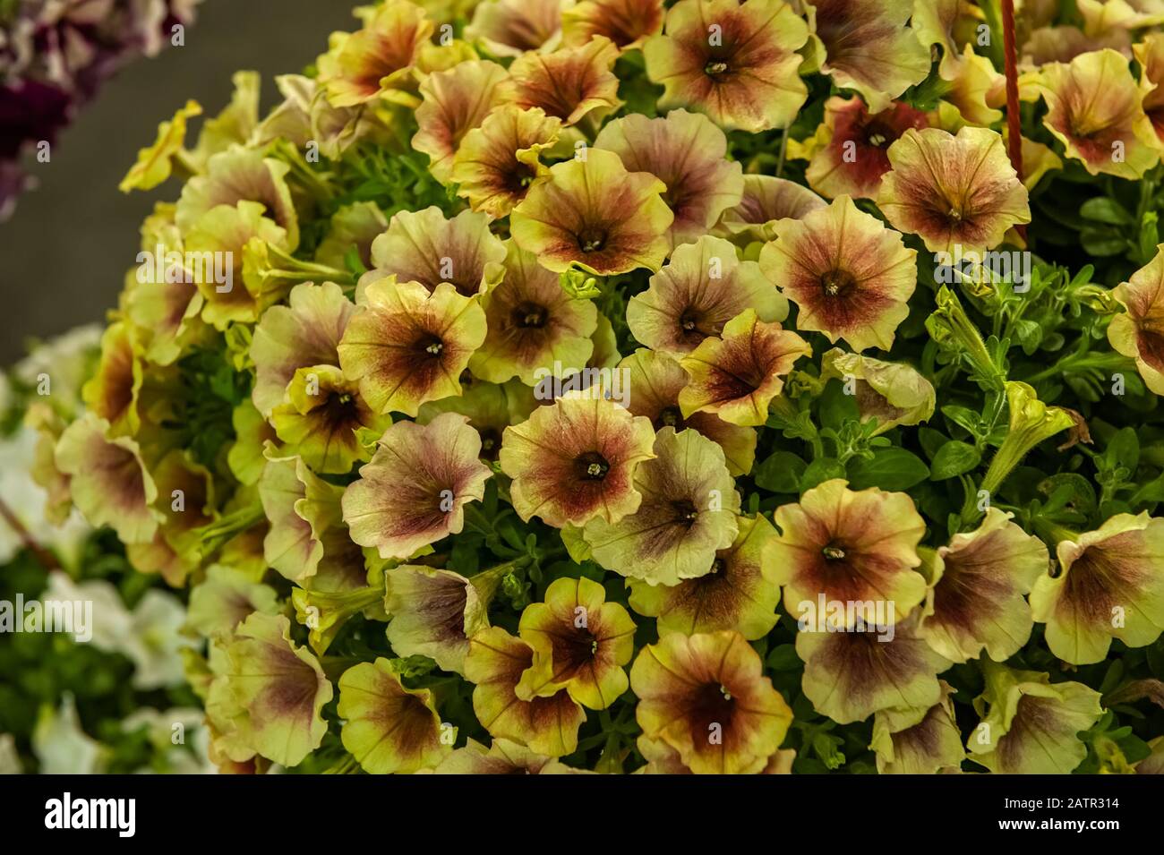 A bouquet of multi-colored petunias. Yellow petunias with a mottled ...