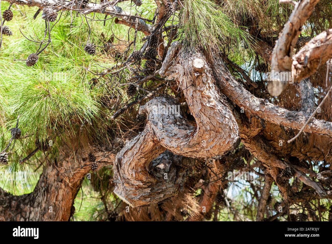 Tangled trees in background hi-res stock photography and images - Alamy
