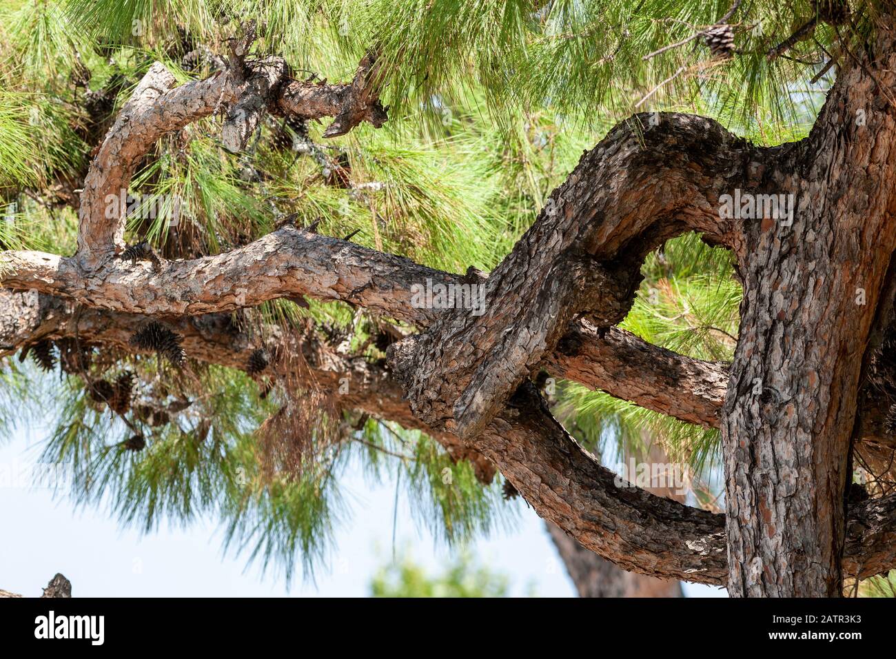 Tangled branches at pine tree, Thessaloniki, Greece Stock Photo - Alamy