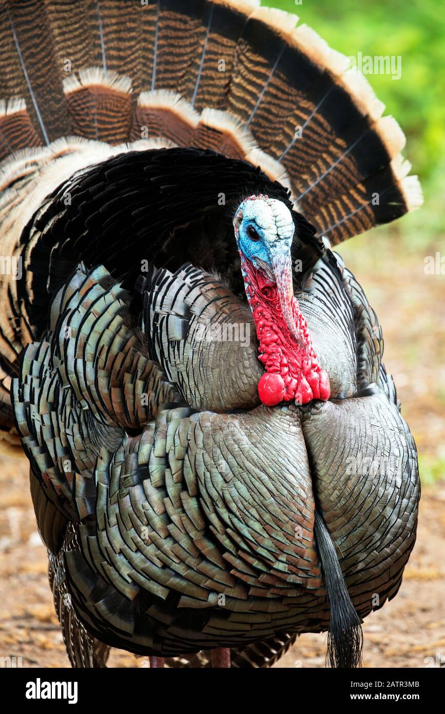 Wild Rio Grande Turkey displaying at The Wichita Mountains National ...
