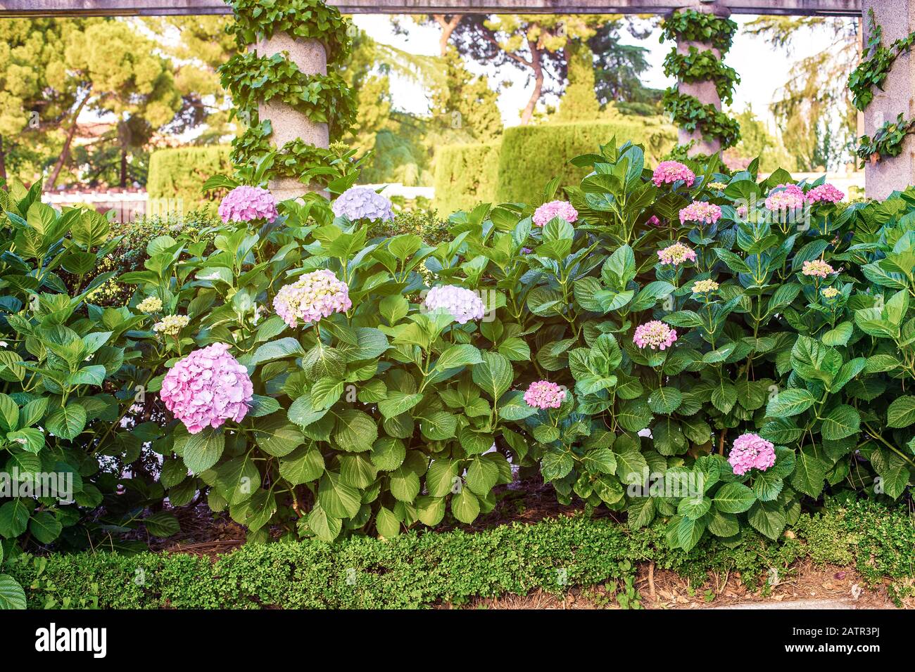 view of a garden with multiple plants and hydrangeas flowers in bloom ...