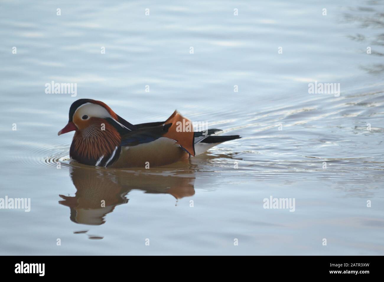 Single Male Mandarin Duck - Aix Galericulata - Beautiful Colours ...