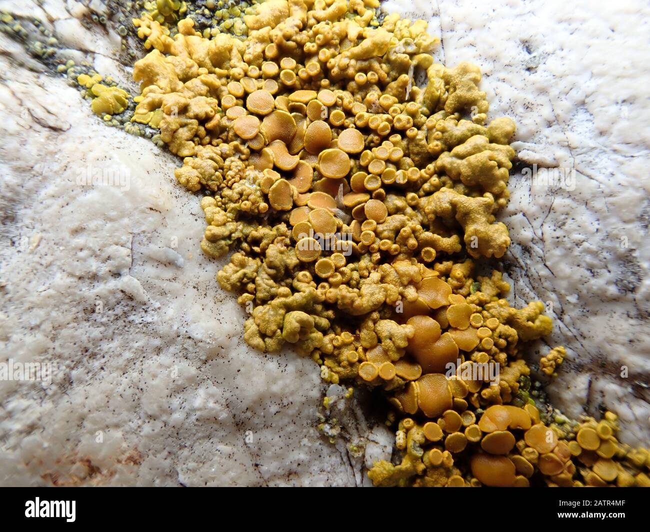 Species of fungi hi-res stock photography and images - Alamy
