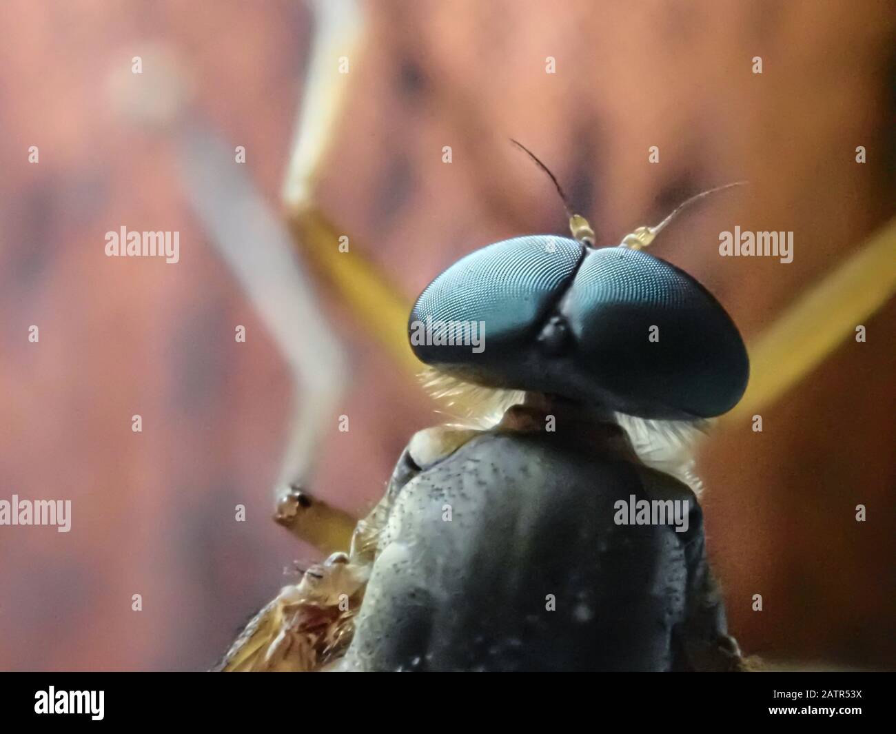 Macro of a fly insect with the focus on it's eyes Stock Photo - Alamy