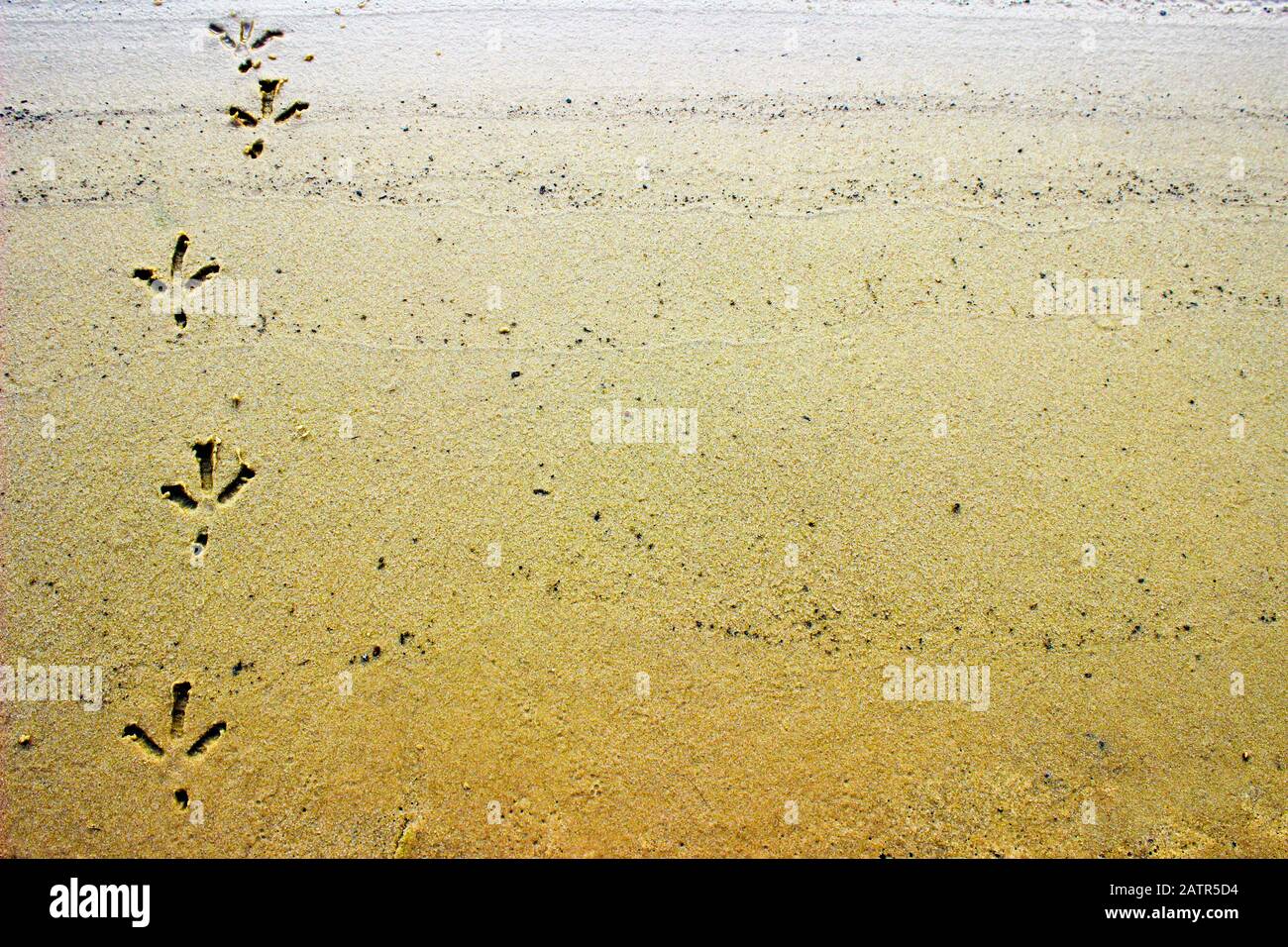 Bird track or footprints on the wet sand. Crow trace on the ground ...