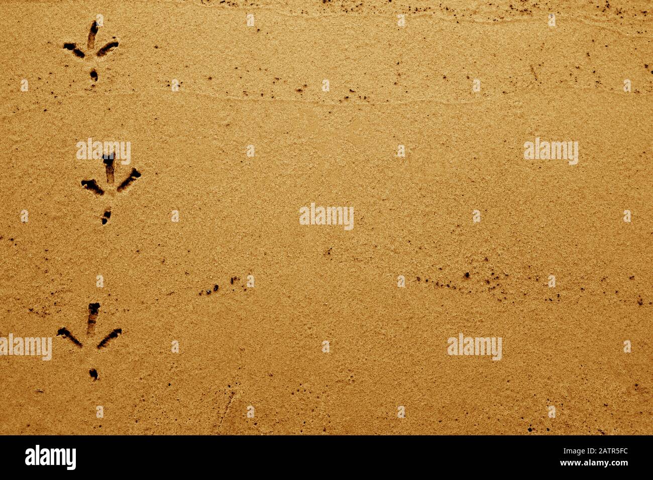 Bird track or footprints on the wet sand. Crow trace on the ground ...