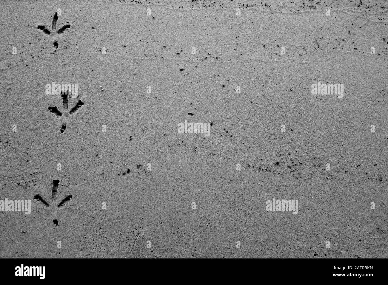 Magpie closeup Black and White Stock Photos & Images - Alamy