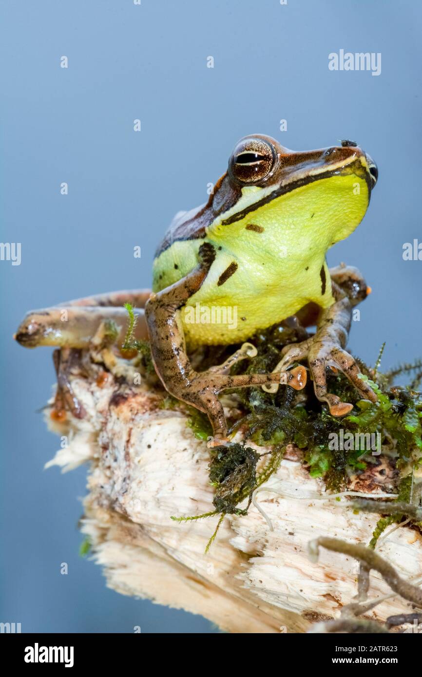 Günther's whipping frog or Montane hour-glass tree-frog Taruga eques ...