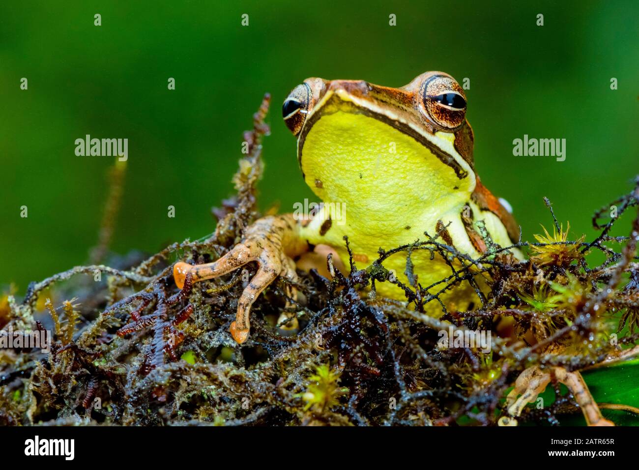 Taruga eques hi-res stock photography and images - Alamy