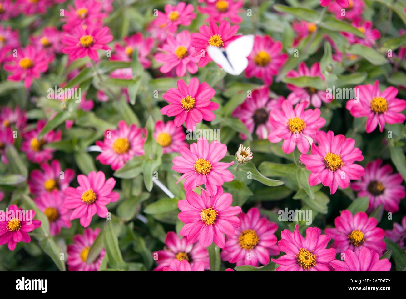 Fluttering insect hi-res stock photography and images - Alamy