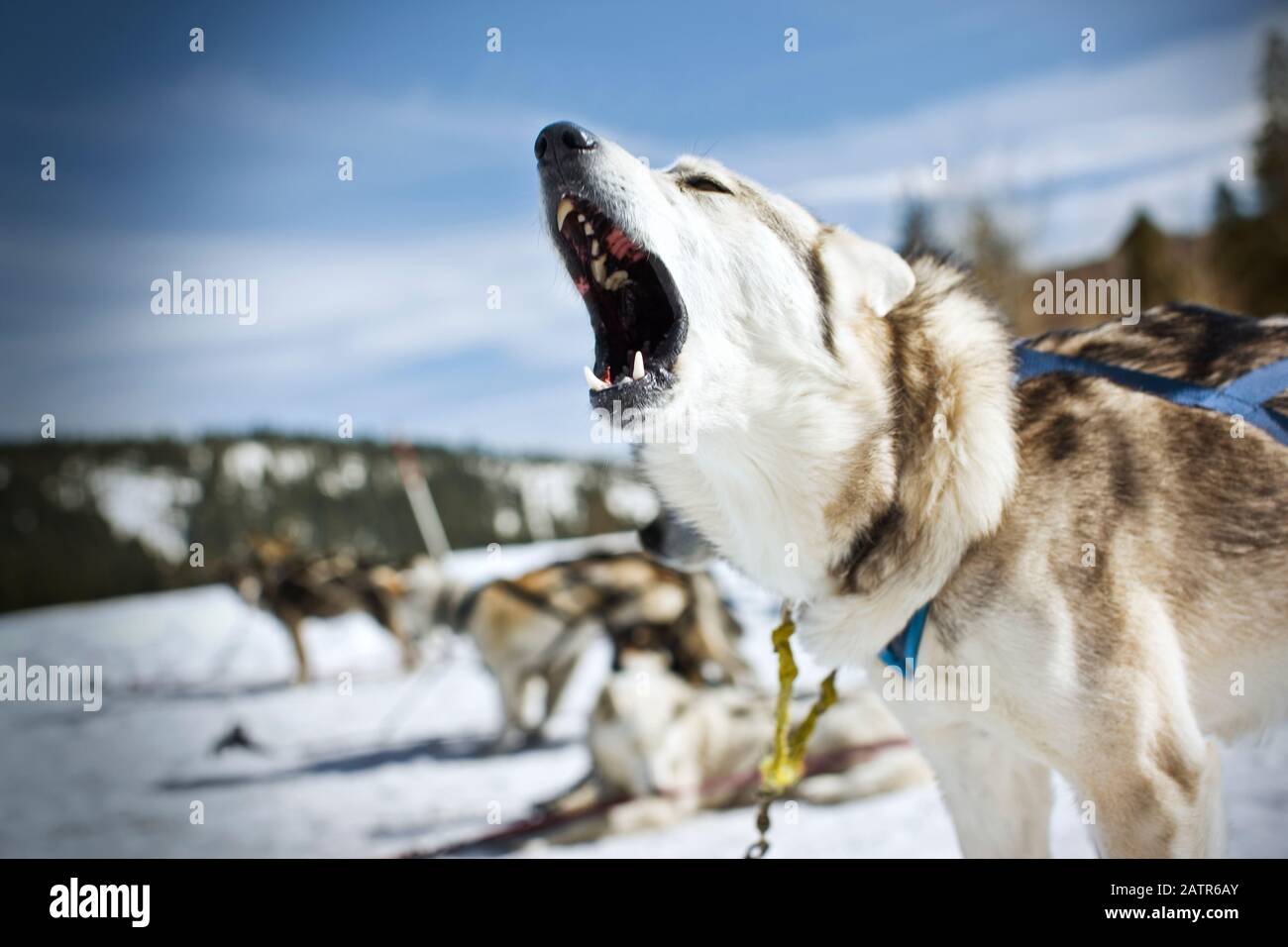 Dog howling hi-res stock photography and images - Alamy