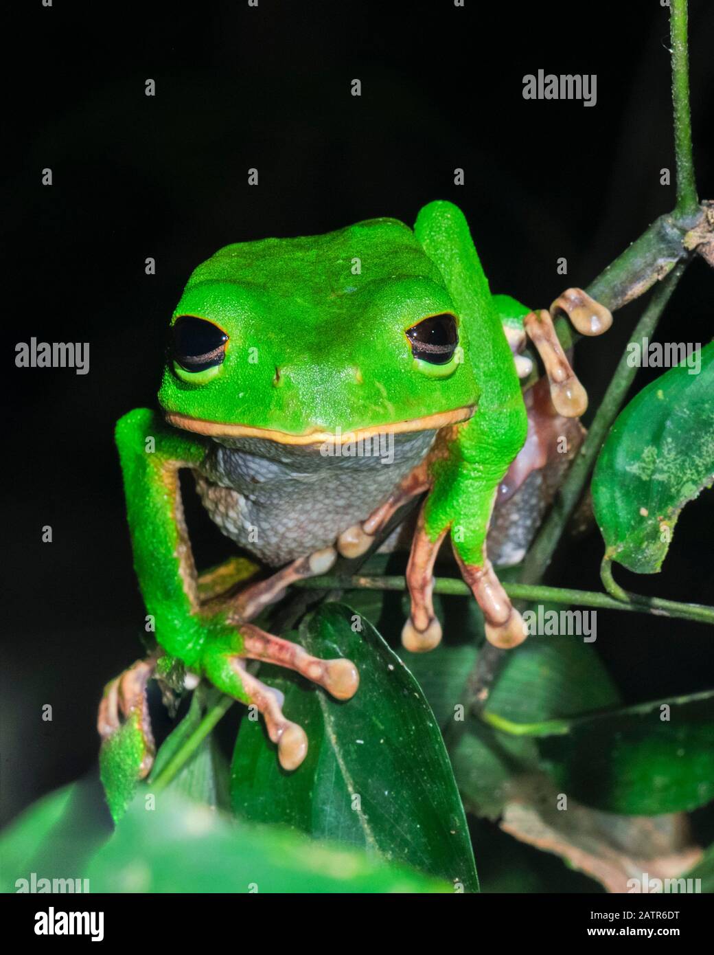 Giant Waxy Monkey Frog Phyllomedusa bicolor, Tambopata National Reserve ...