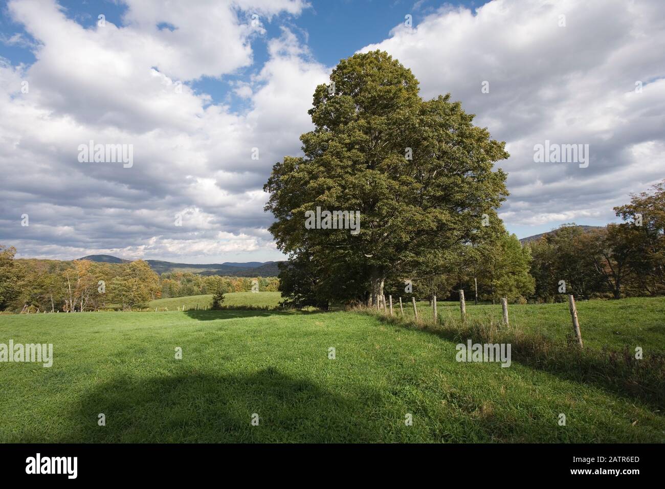 Trees on vast grassland Stock Photo - Alamy