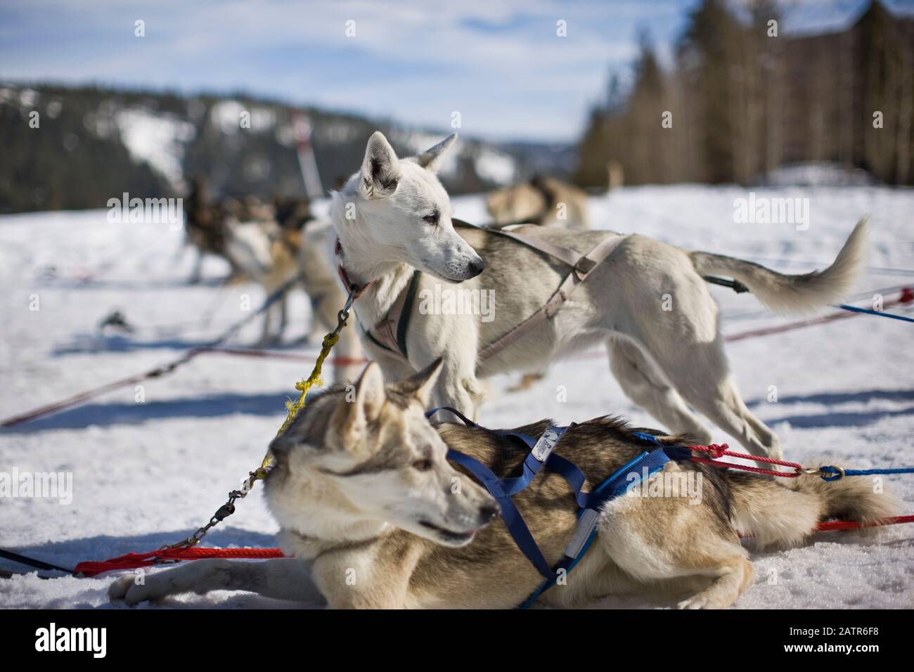 Dogs snow mountains hi-res stock photography and images - Alamy