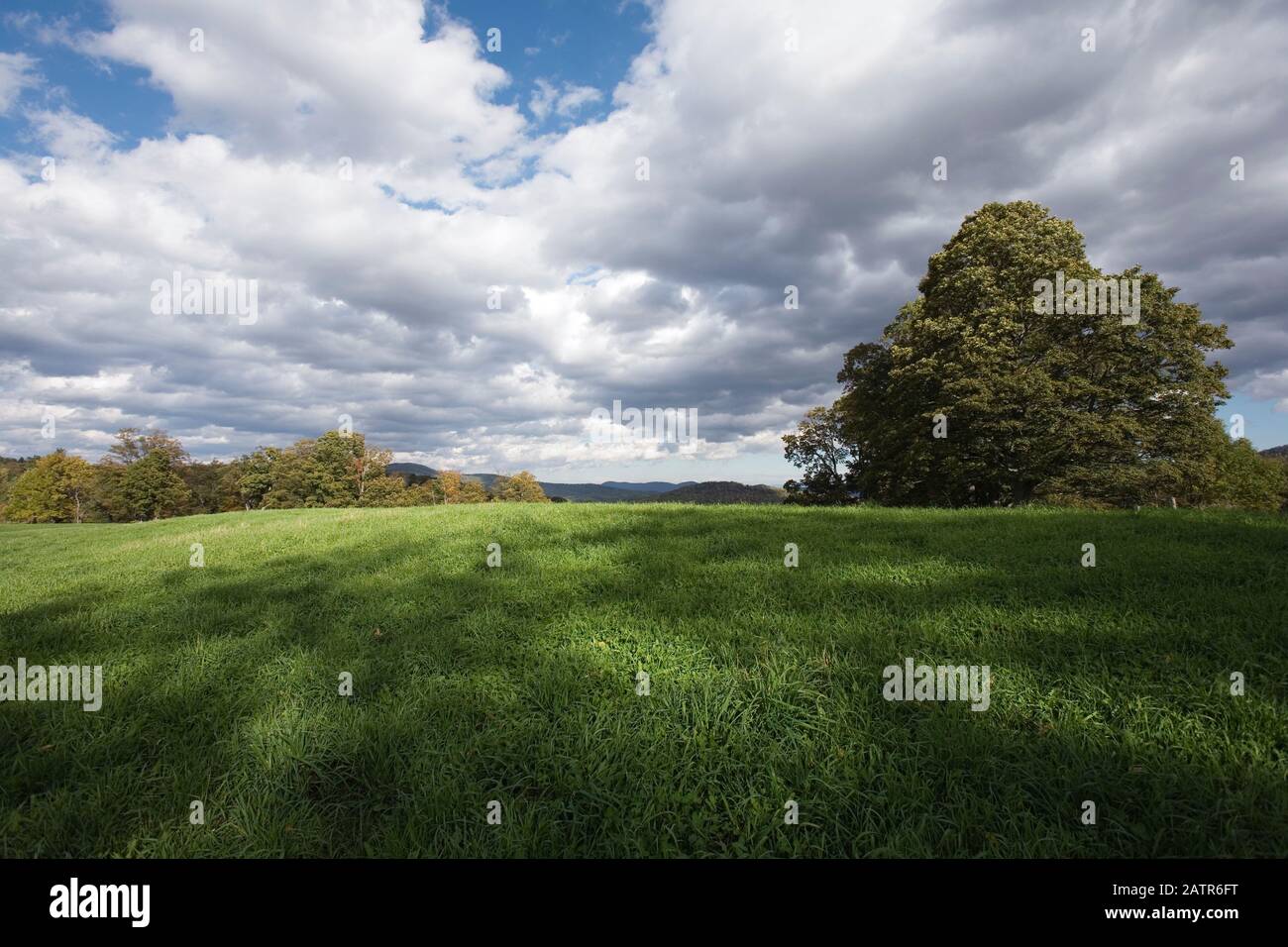 Trees on vast grassland Stock Photo - Alamy
