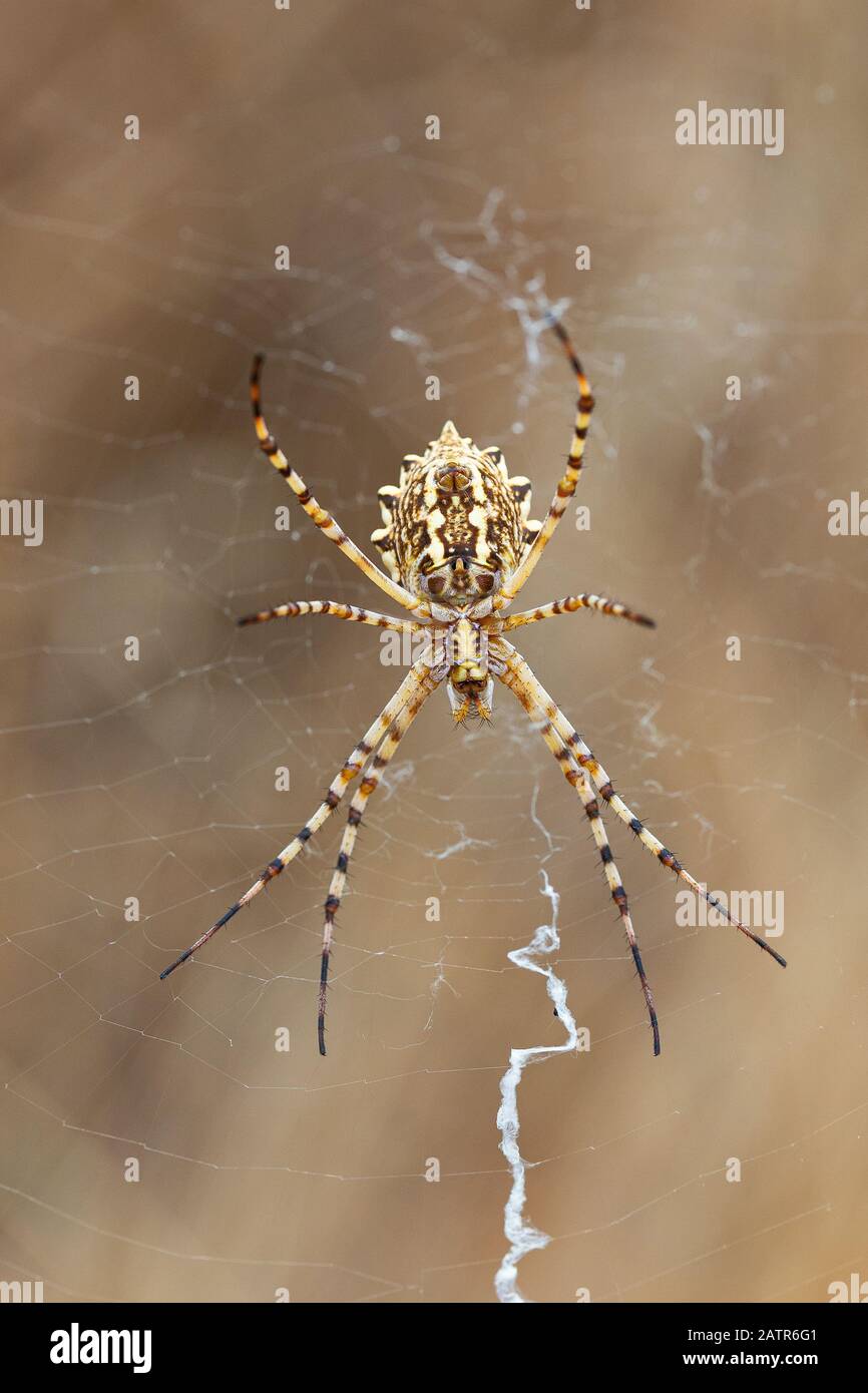 Lobata spider hi-res stock photography and images - Alamy