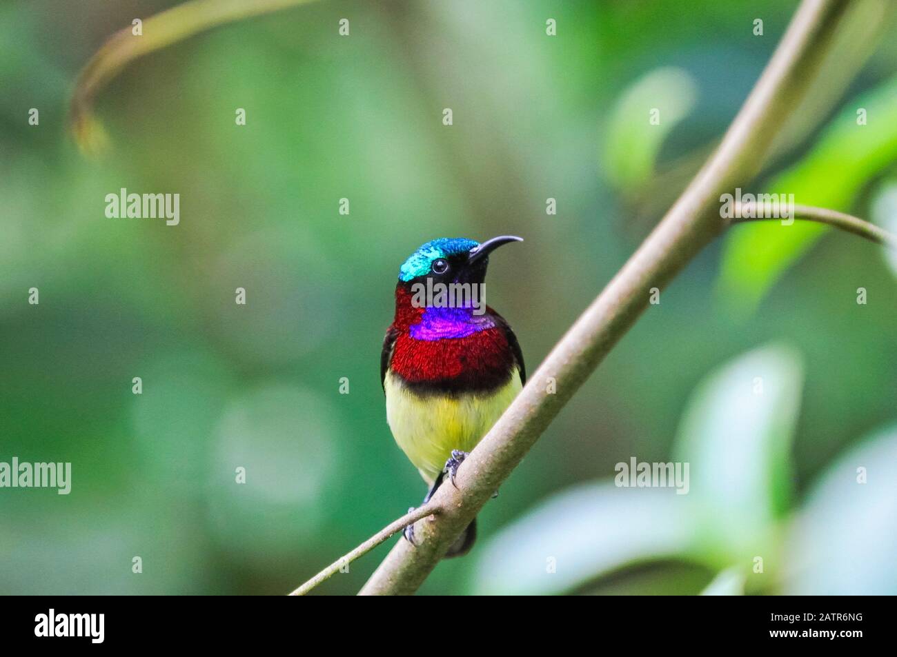 Crimson-backed sunbird Nectarinia minima, the Western Ghats, Sahyadri ...