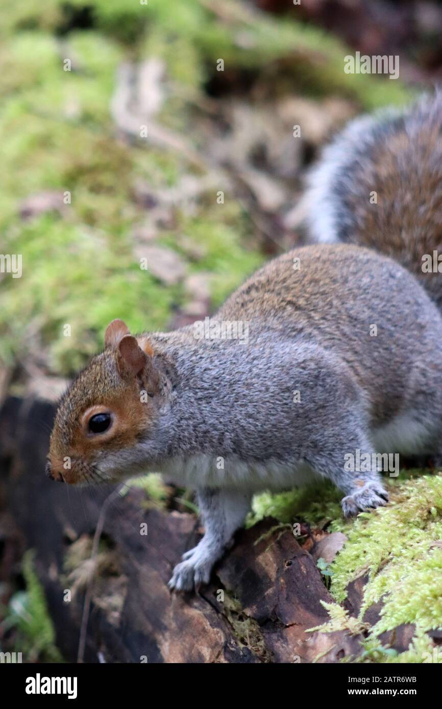 Eastern gray squirrel Stock Photo - Alamy