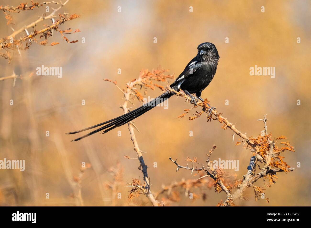 Long-tailed or Magpie Shrike Corvinella melanoleuca, Kruger National ...