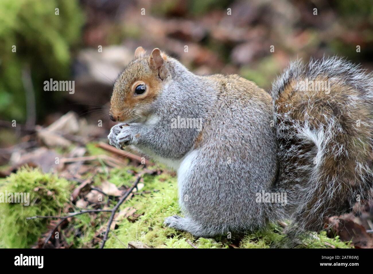 Eastern gray squirrel Stock Photo - Alamy