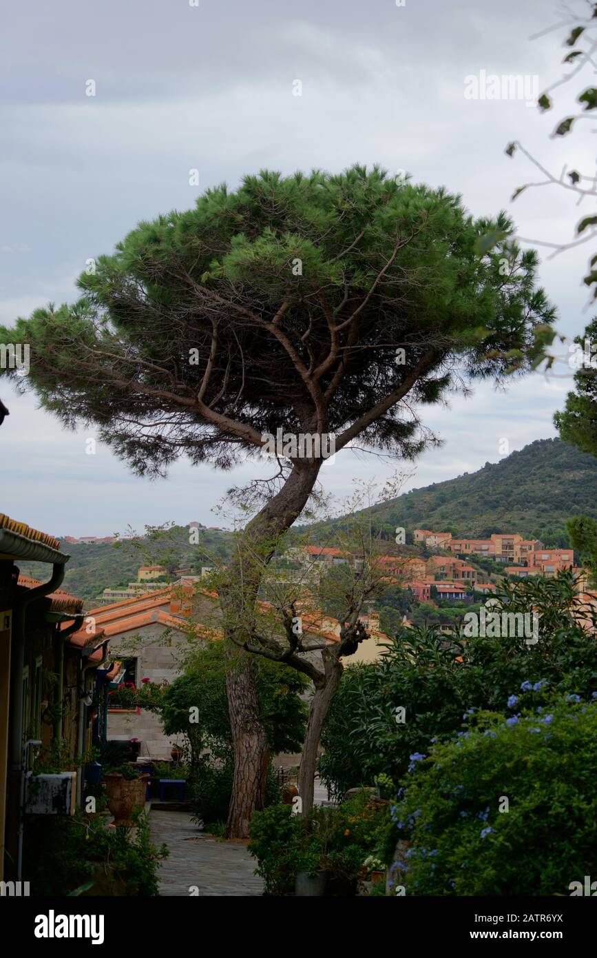 Pine tree forest village in hi-res stock photography and images - Alamy