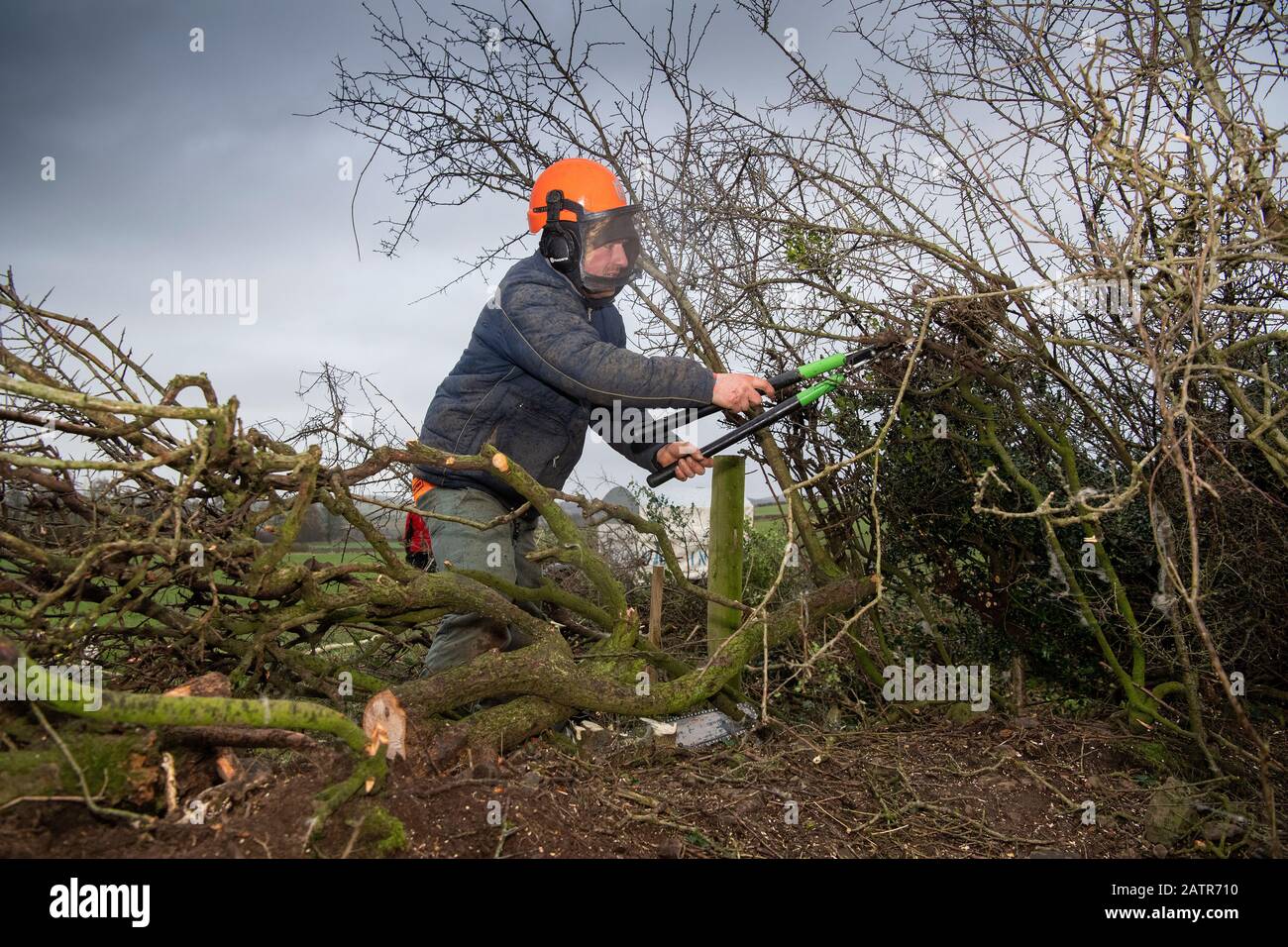 Hedge laying tools hi-res stock photography and images - Alamy