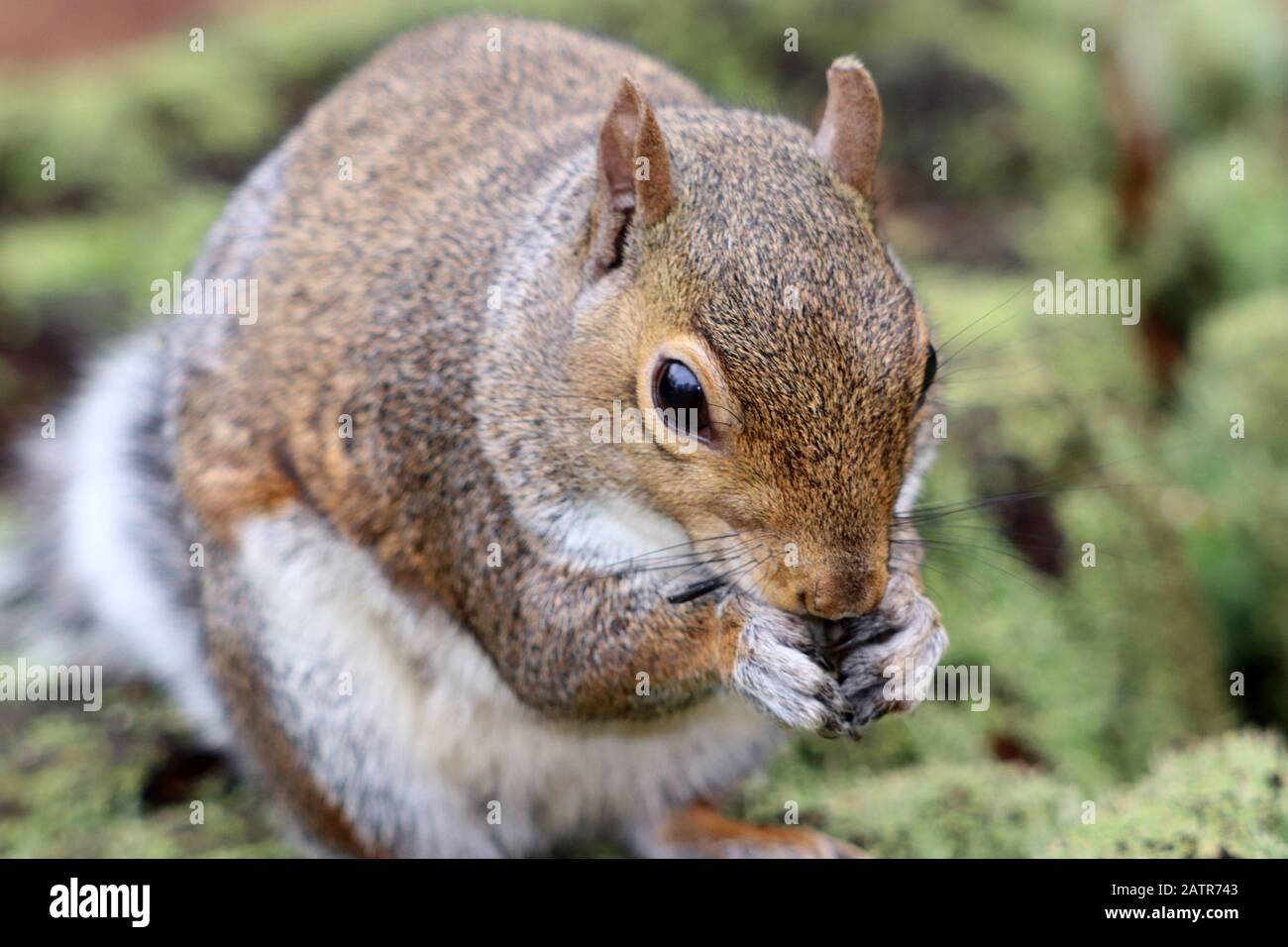 Eastern gray squirrel Stock Photo - Alamy