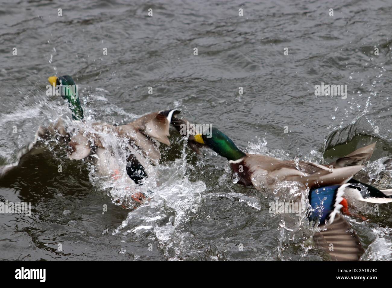 Mallard Ducks Fighting Stock Photo - Alamy