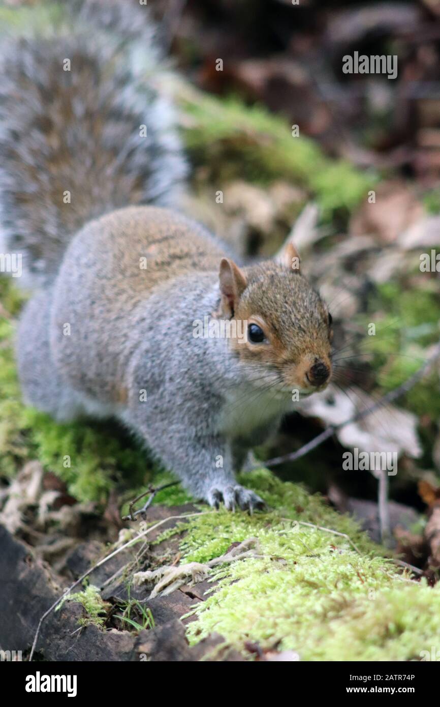Eastern gray squirrel Stock Photo - Alamy