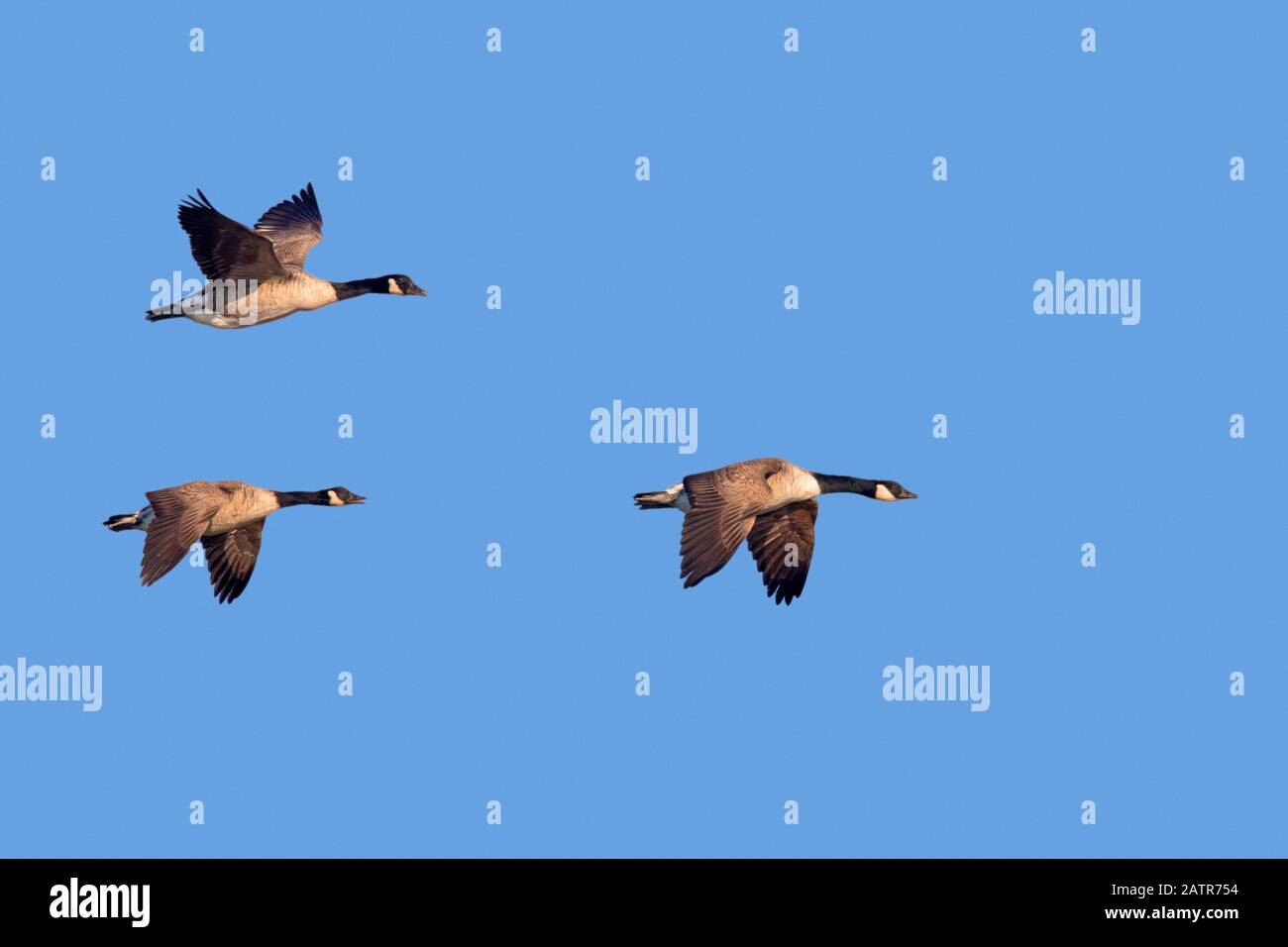 Three Canada geese (Branta canadensis) in flight against blue sky Stock ...