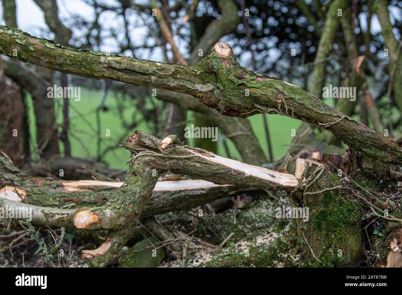 Hedge laying tools hi-res stock photography and images - Alamy