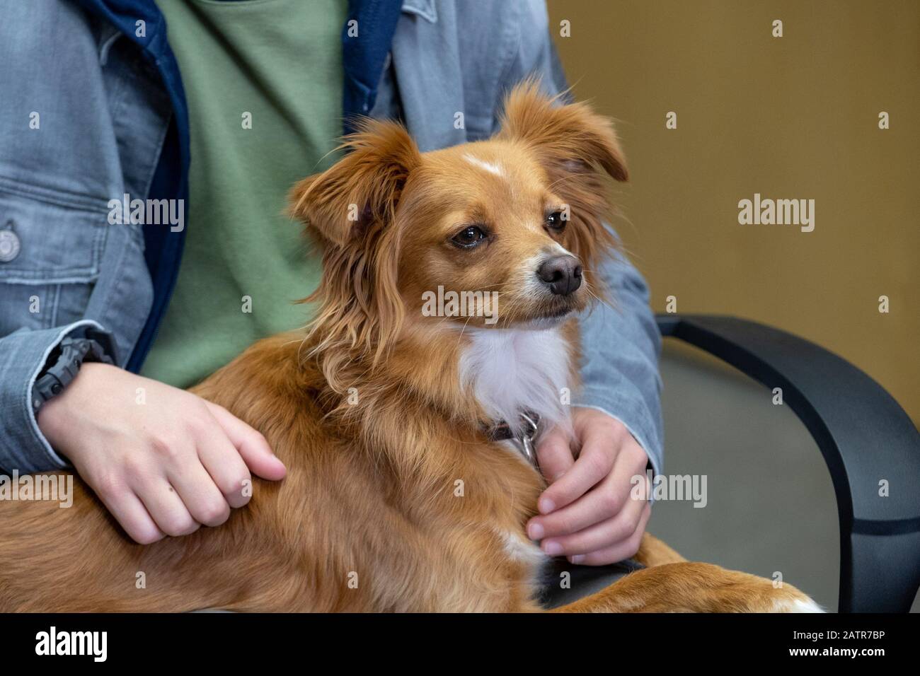 THE HEALING POWERS OF DUDE, Dude the dog in 'Second Step: Homeroom ...