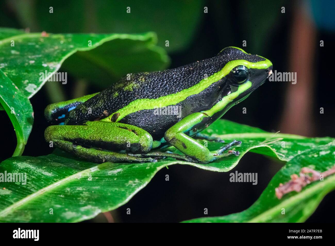 three-striped poison dart frog, Ameerega trivittata, adult, Tambopata ...