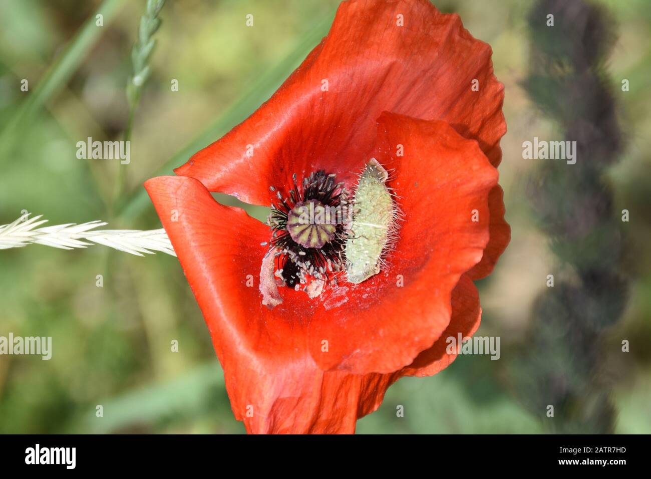 Poppy petals hi-res stock photography and images - Alamy