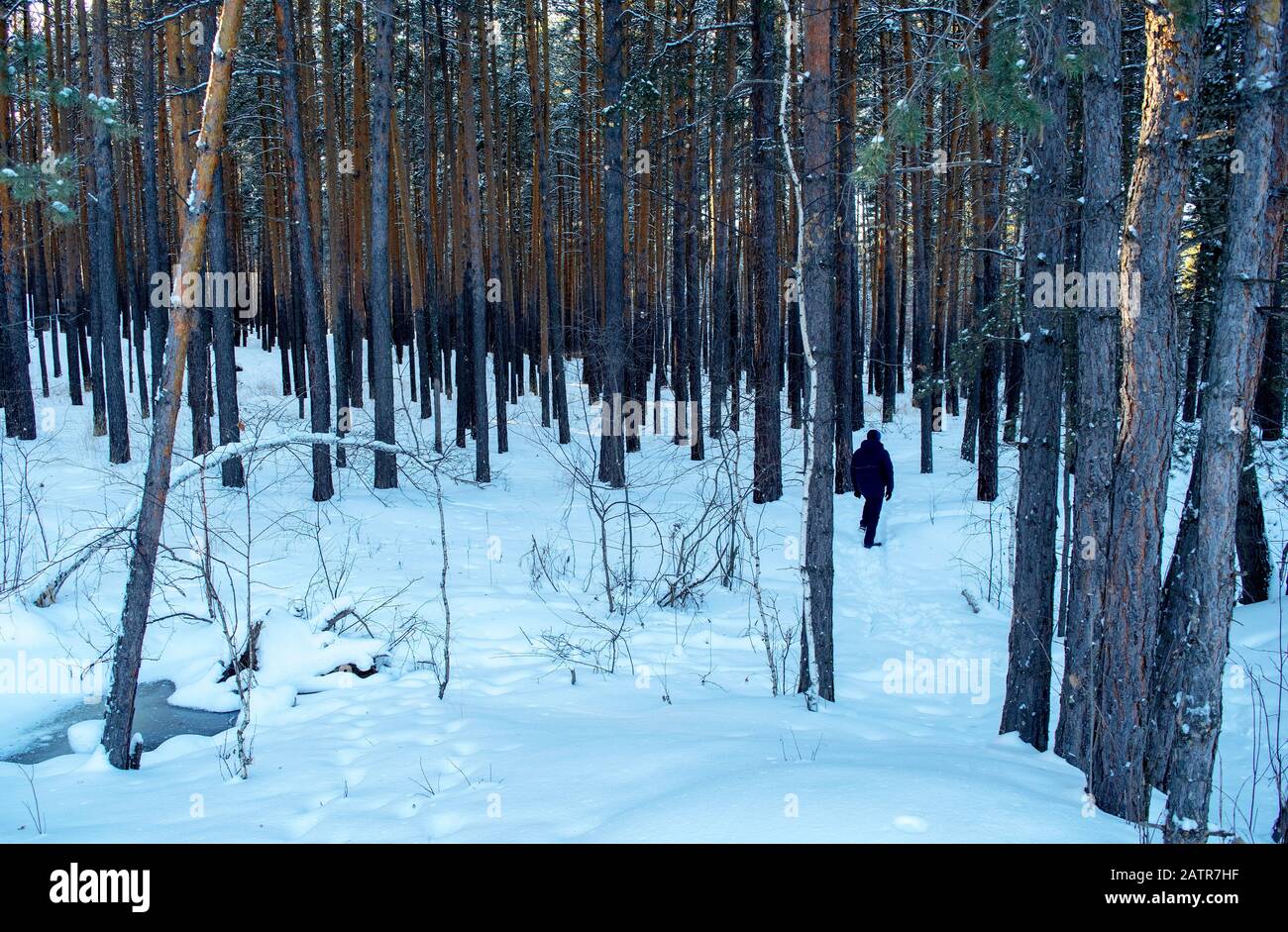 Man in beautiful pine forest hi-res stock photography and images - Alamy