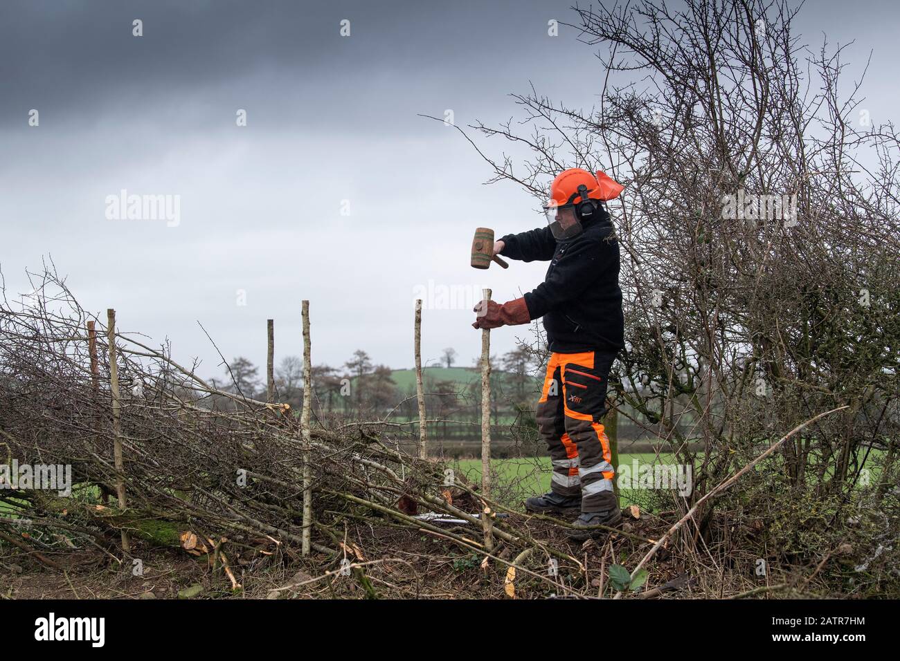 Hedge laying tools hi-res stock photography and images - Alamy