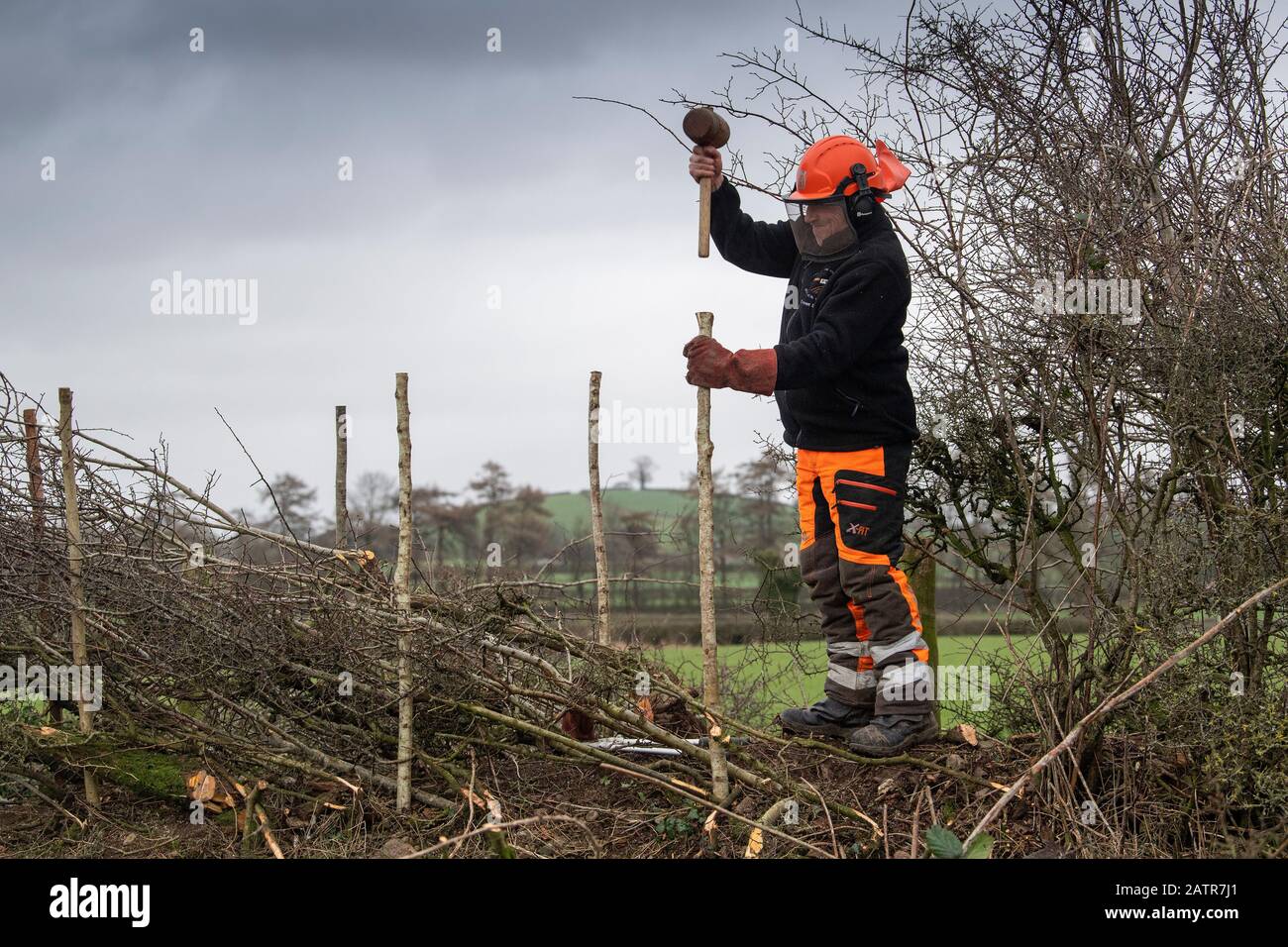 Hedge laying tools hi-res stock photography and images - Alamy